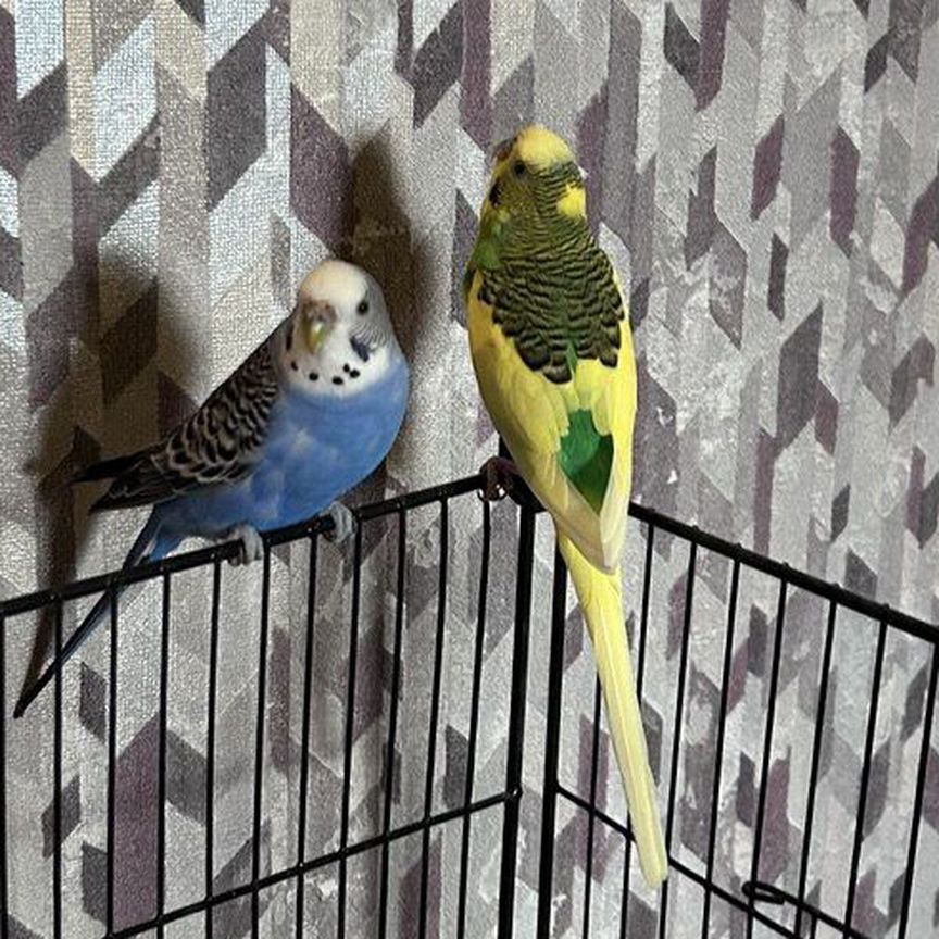 Волнистые попугаи с клеткой и игрушками