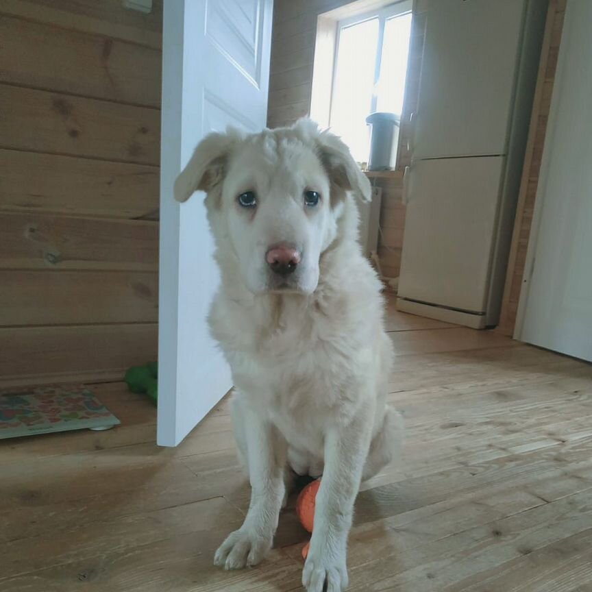 Щенок 4 месяца