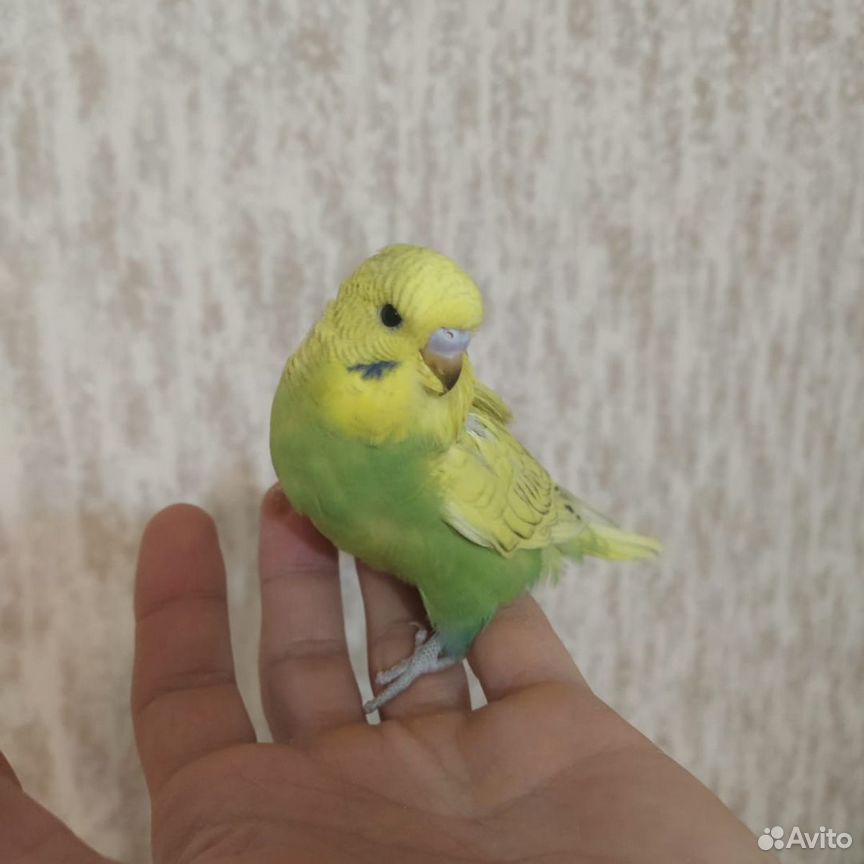 Выставочный волнистый попугай чех