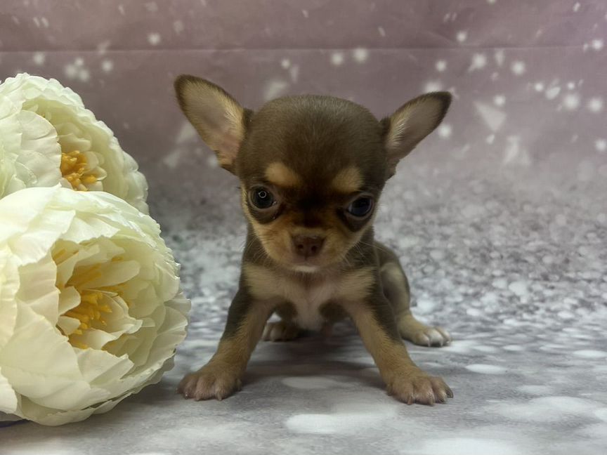Щенки чихуахуа