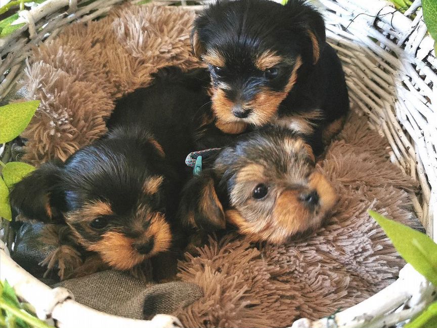 Щенки йорка мини