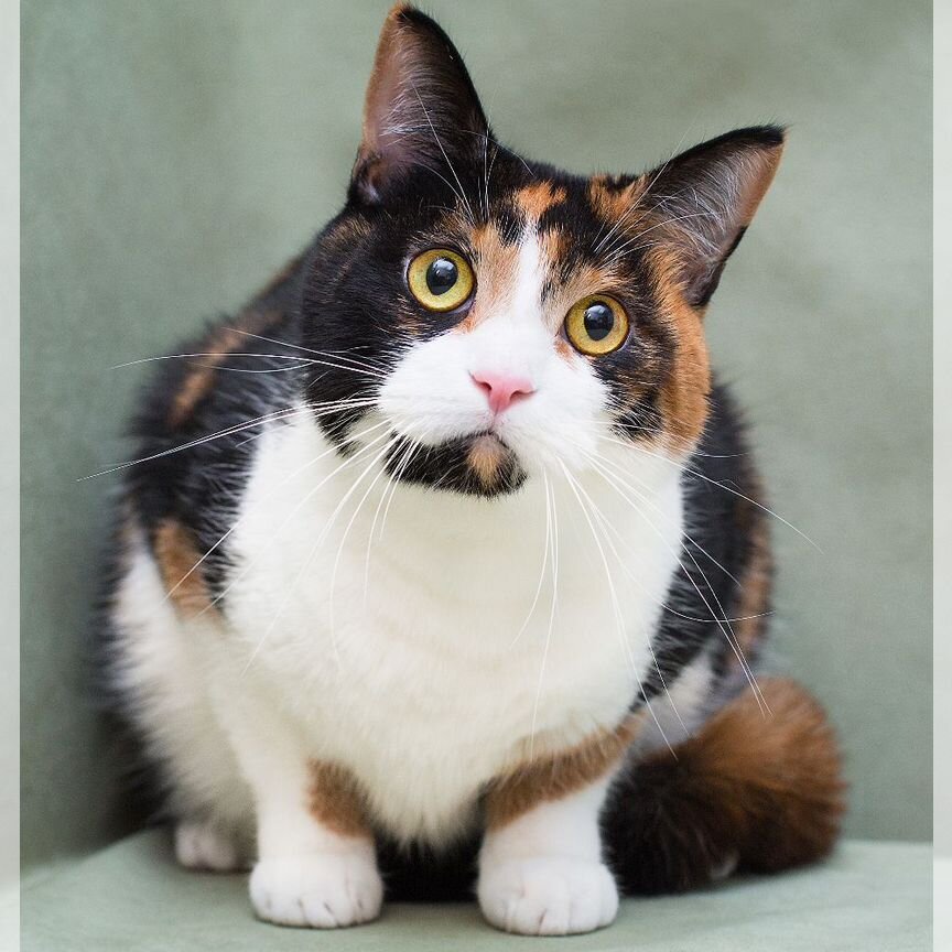 Мейн-кун, взрослая кошка