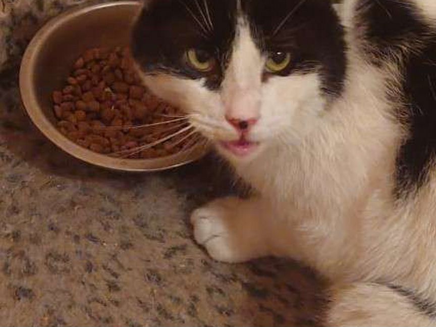 Котик в яблоках ищет дом. Обежают другие коты