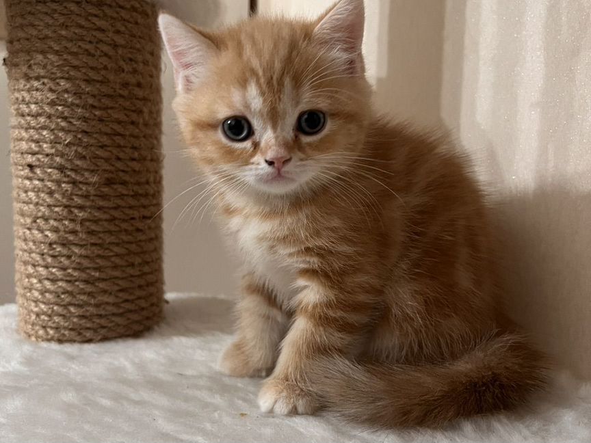 Рыжый котенок скоттишь страйт (красный мрамор)