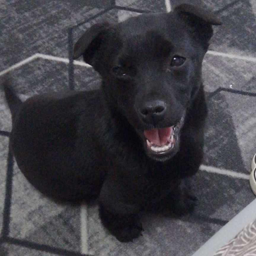 Щенок в добрые руки