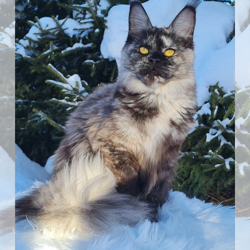 Мейн-кун котёнок