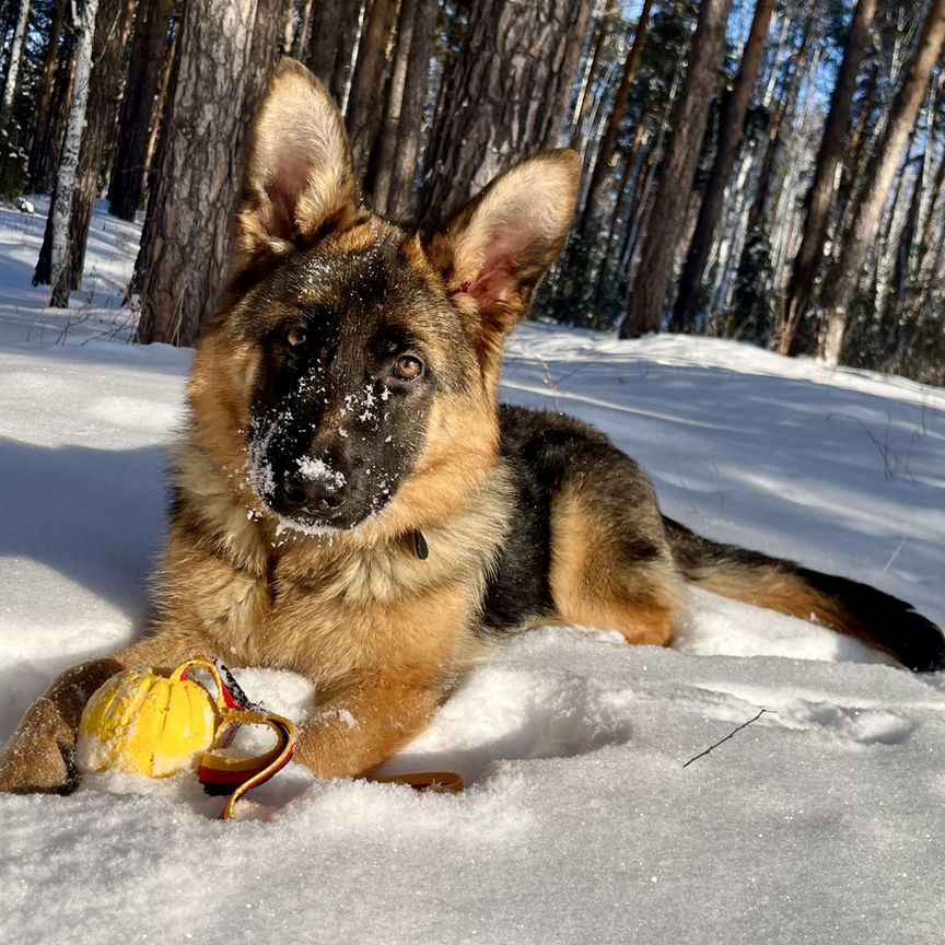 Немецкая овчарка, щенок