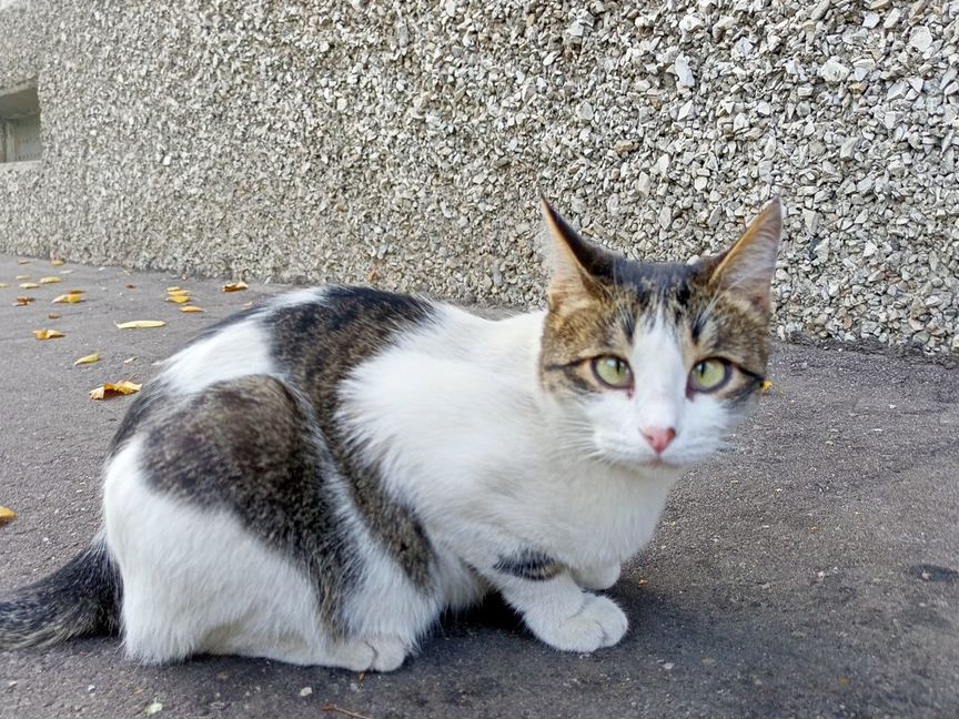 Уличной кошке требуется помощь