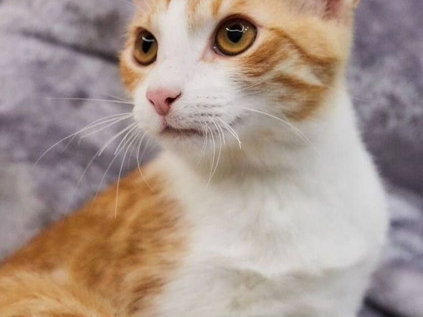 Котик в добрые руки