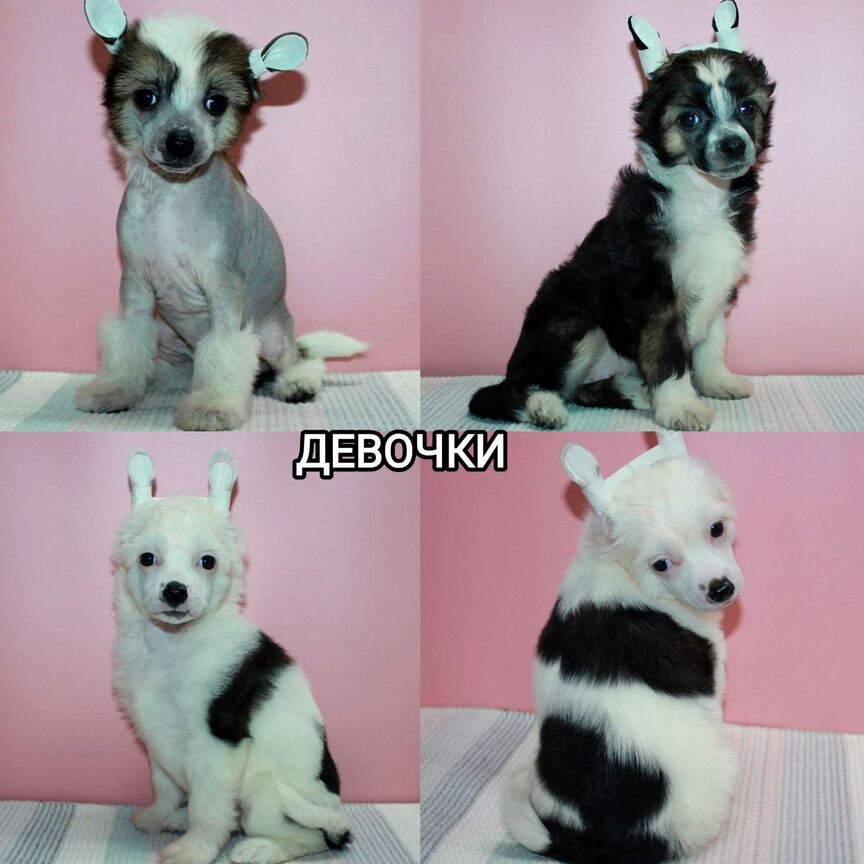 Китайская хохлатая, щенок