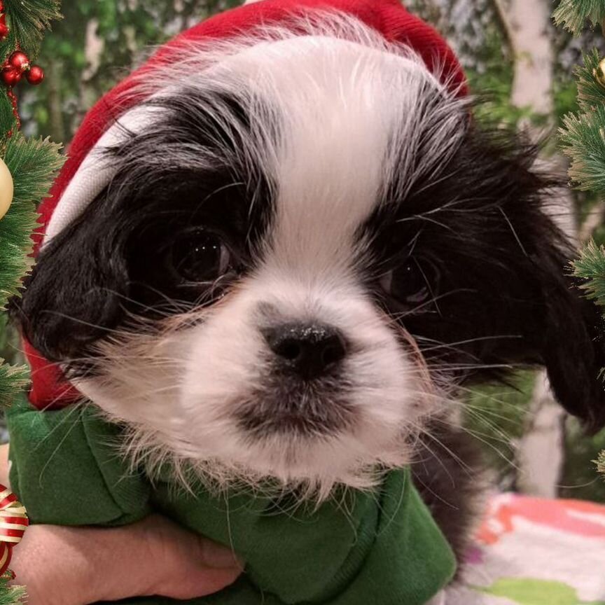 Мальтипу, щенок