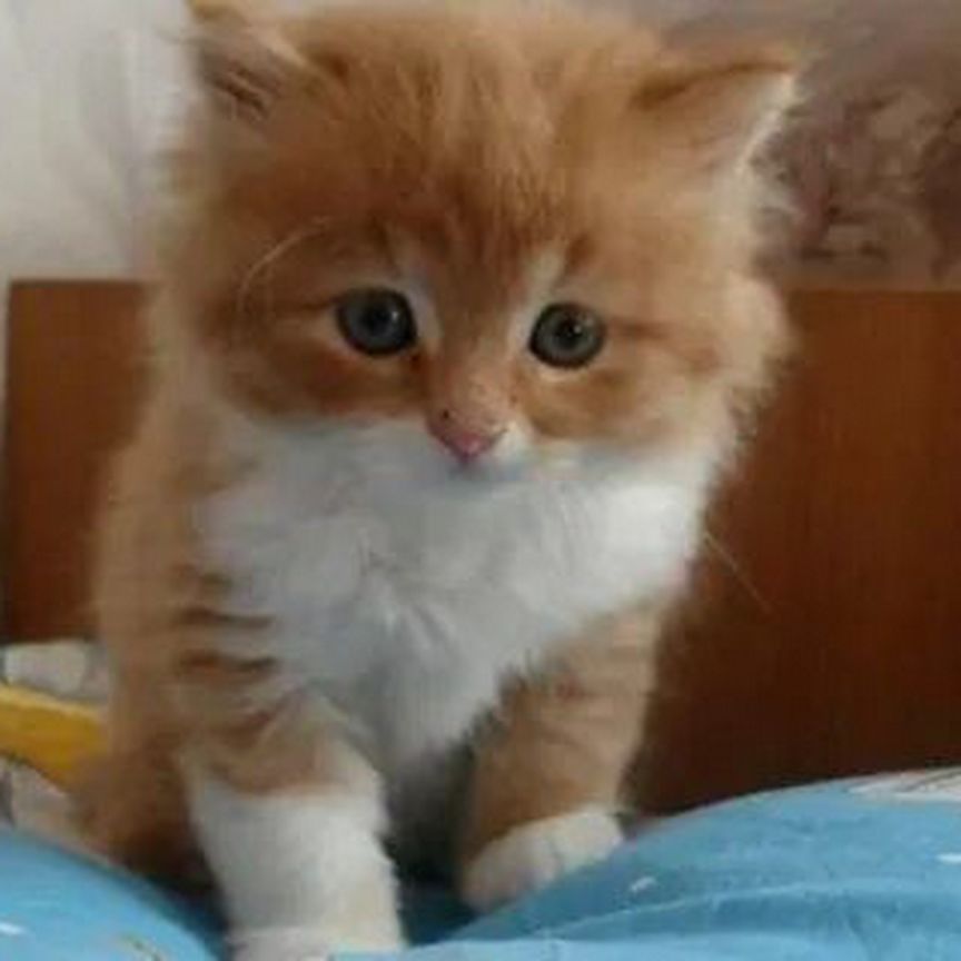 Ласковые рыжики