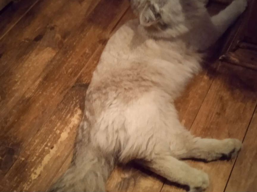 Кот