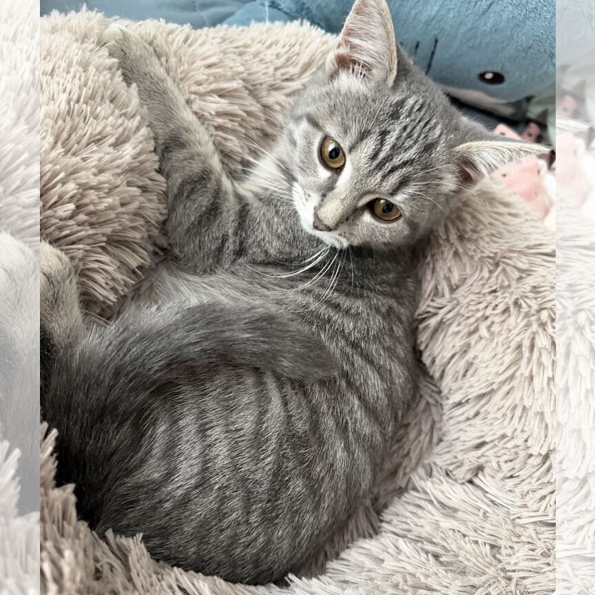 Котёнок в добрые руки