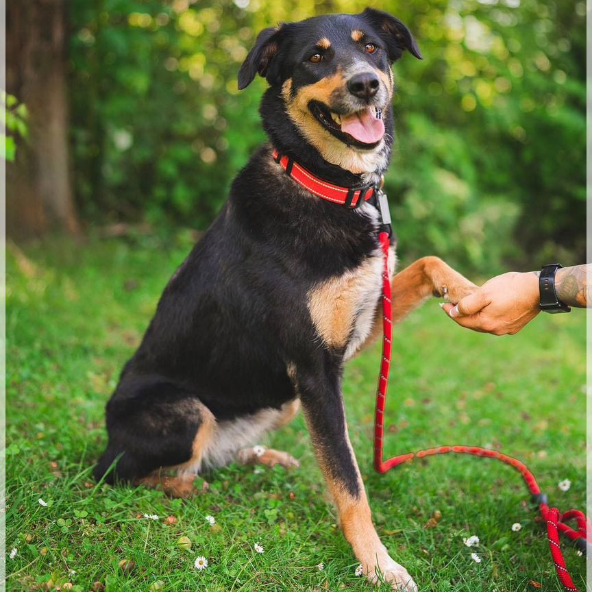 Собака в добрые руки