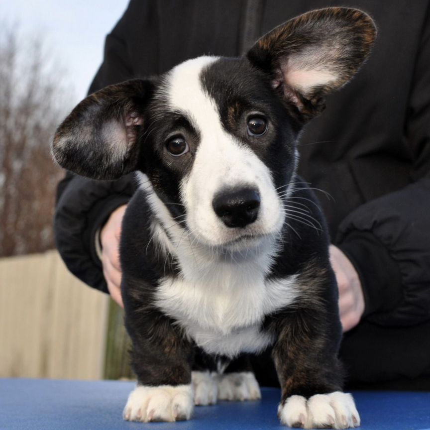 Малышка вельш корги кардиган