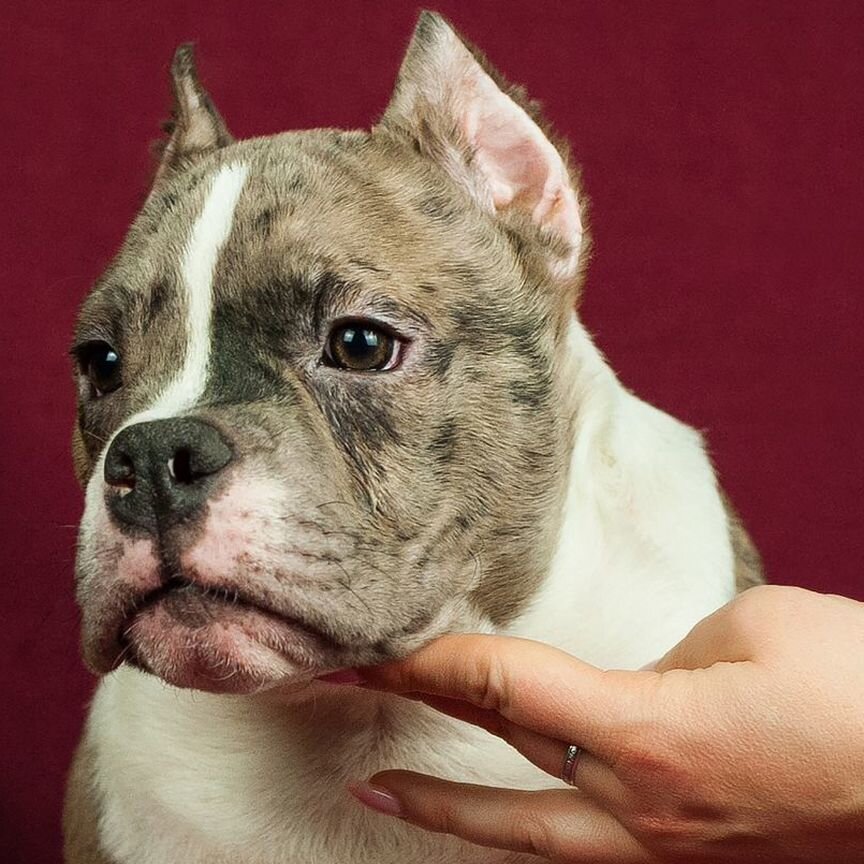 Американский булли, щенок