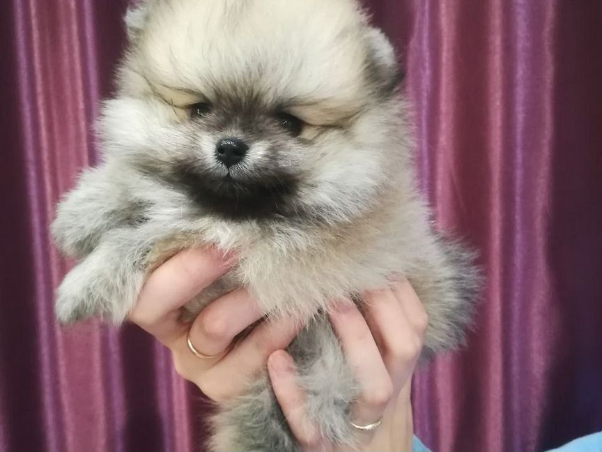 Померанский шпиц