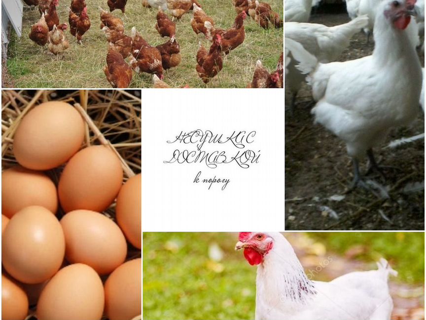 Куры породы брама и др