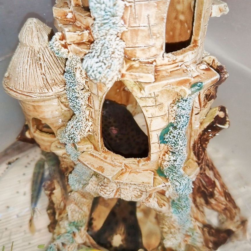 Семейство пельвикохромисов, тернеция и синадонтис