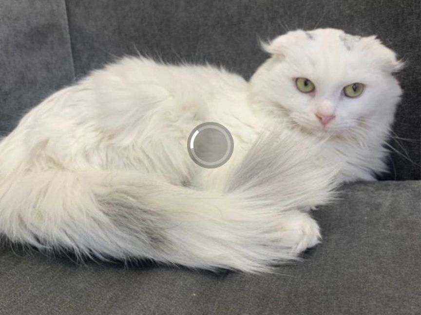 Шотландская вислоухая кошка