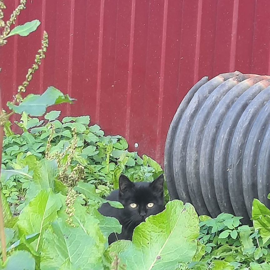 Черный котенок в добрые руки