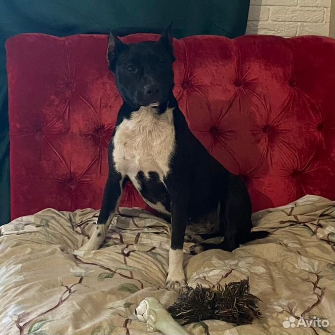 Отдам в добрые руки Стафордширского терьера