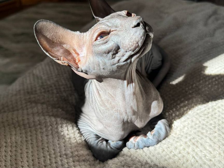 Донской сфинкс черный мальчик с документами