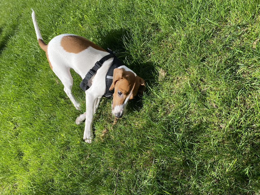 Отдам в добрые руки