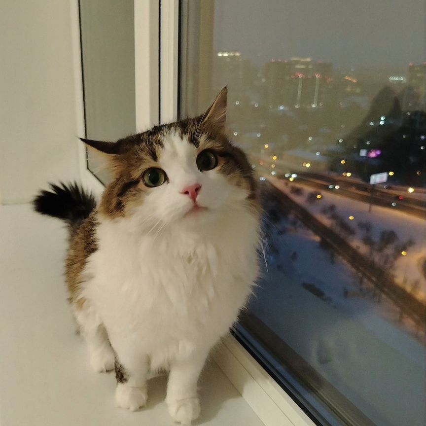 Взрослая, кошка в добрые руки