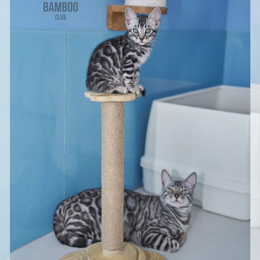 Бенгальские котята серебро