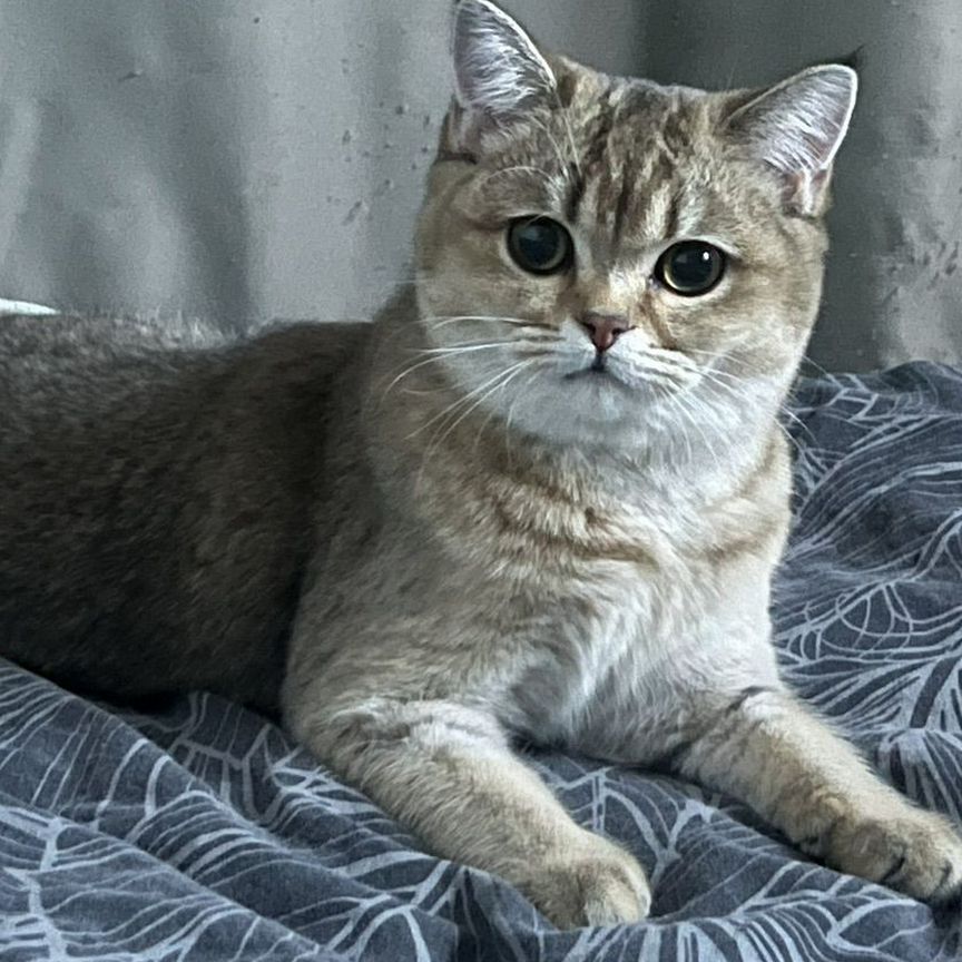 Шотландская прямоухая длинношёрстная, взрослая кошка