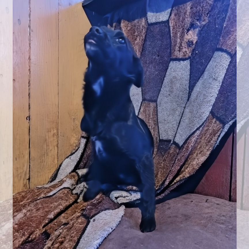 Щенок в добрые руки