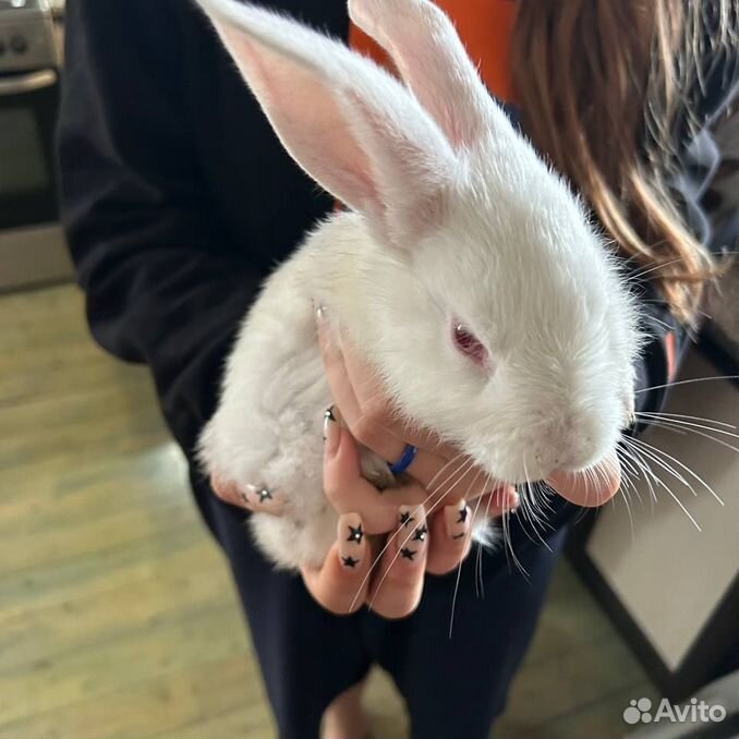 Продаю крольчонка, девочку