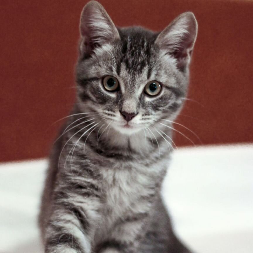 Котик метис ищет дом