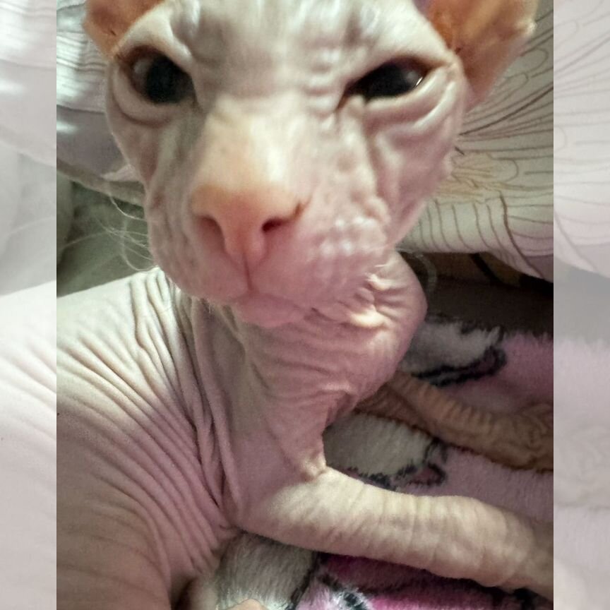 Котик донской сфинкс