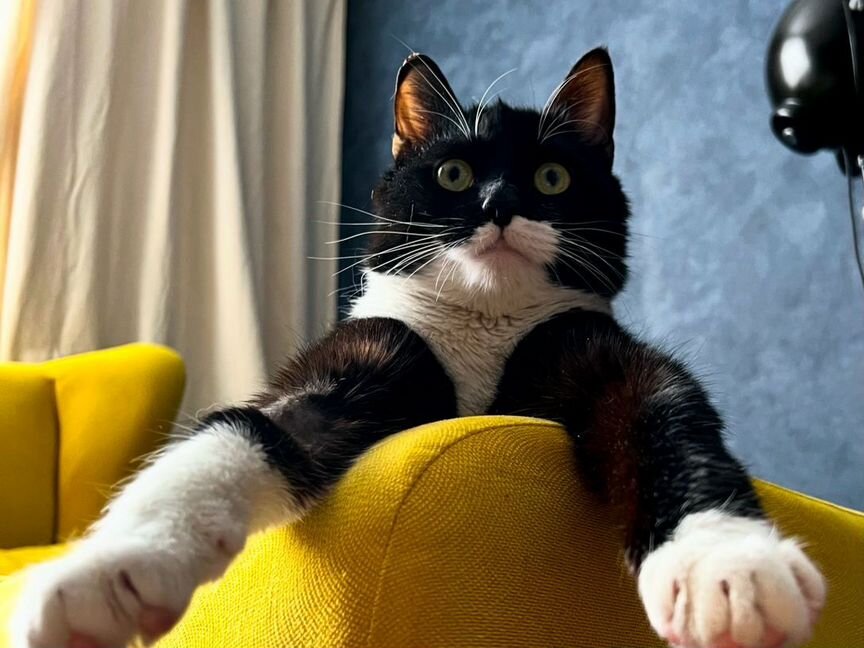 Кот Кокос ищет новый дом