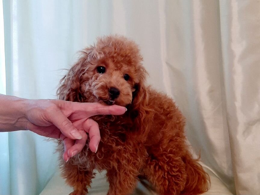 Той-пудель мальчик