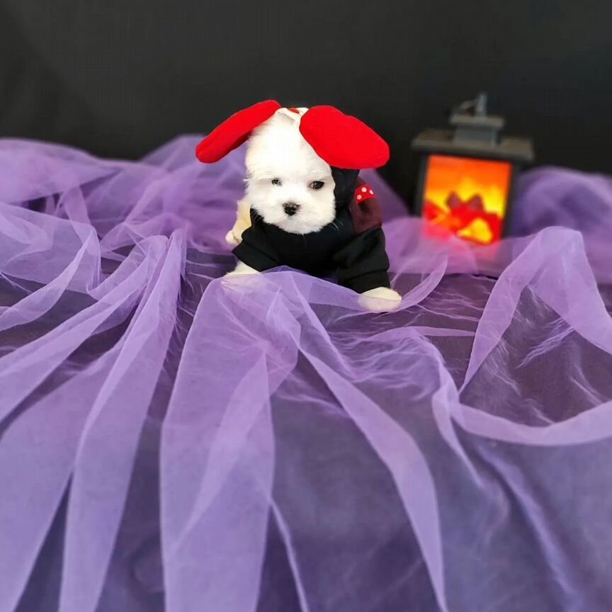 Мальтийская болонка, щенок