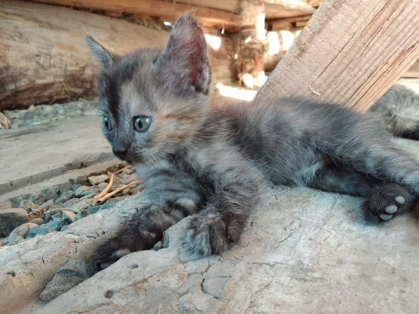 Котята в добрые руки бесплатно