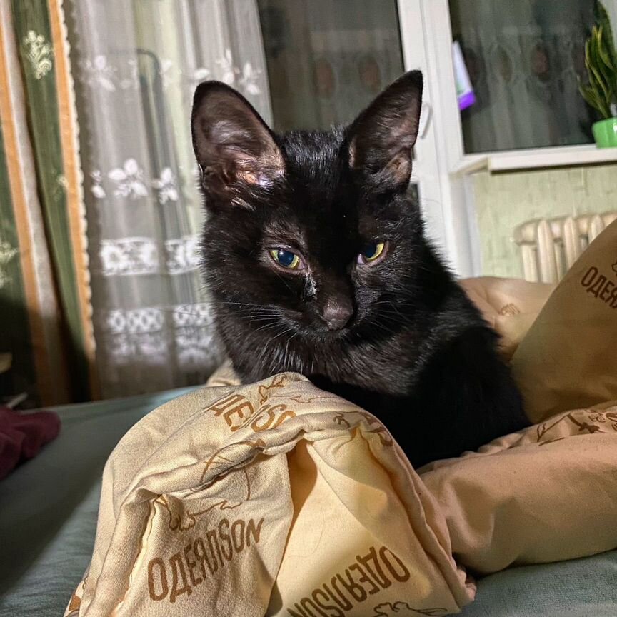 Чёрный котёнок девочка