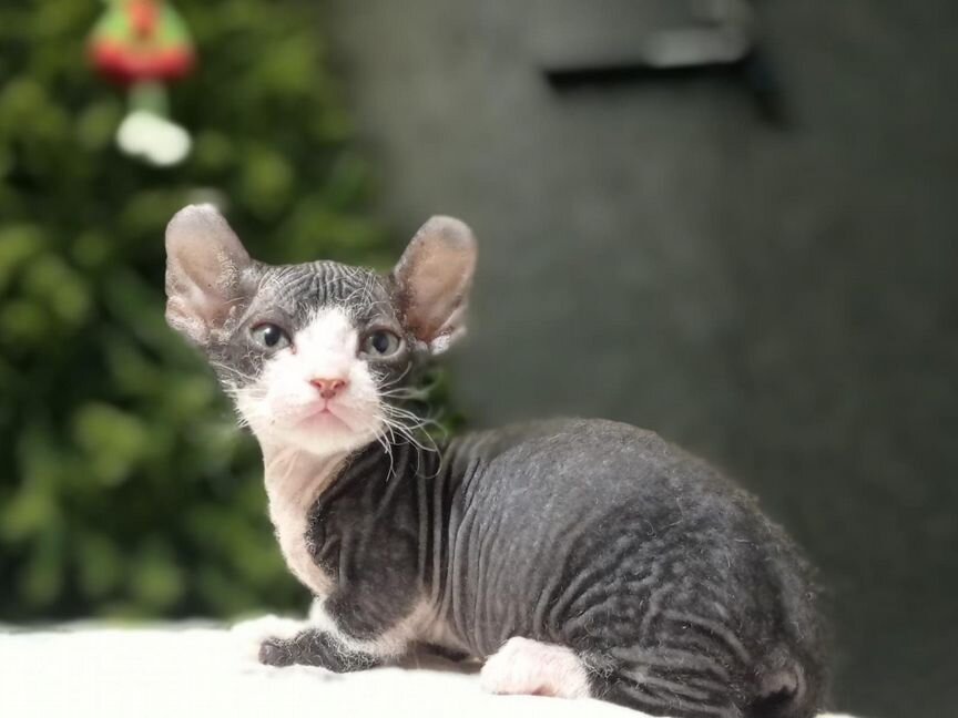 Бамбино манчкин коротколапая