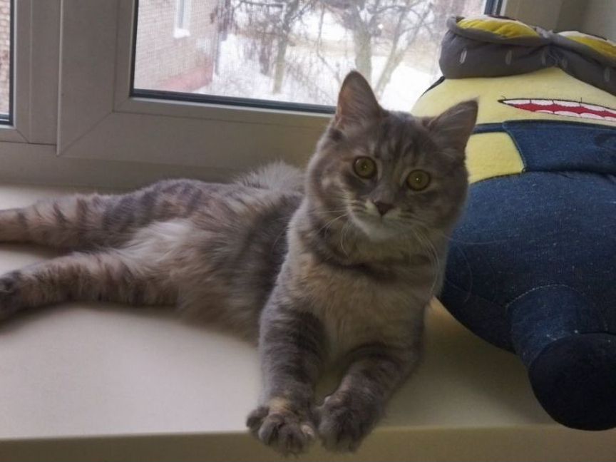 Кошка подкидыш