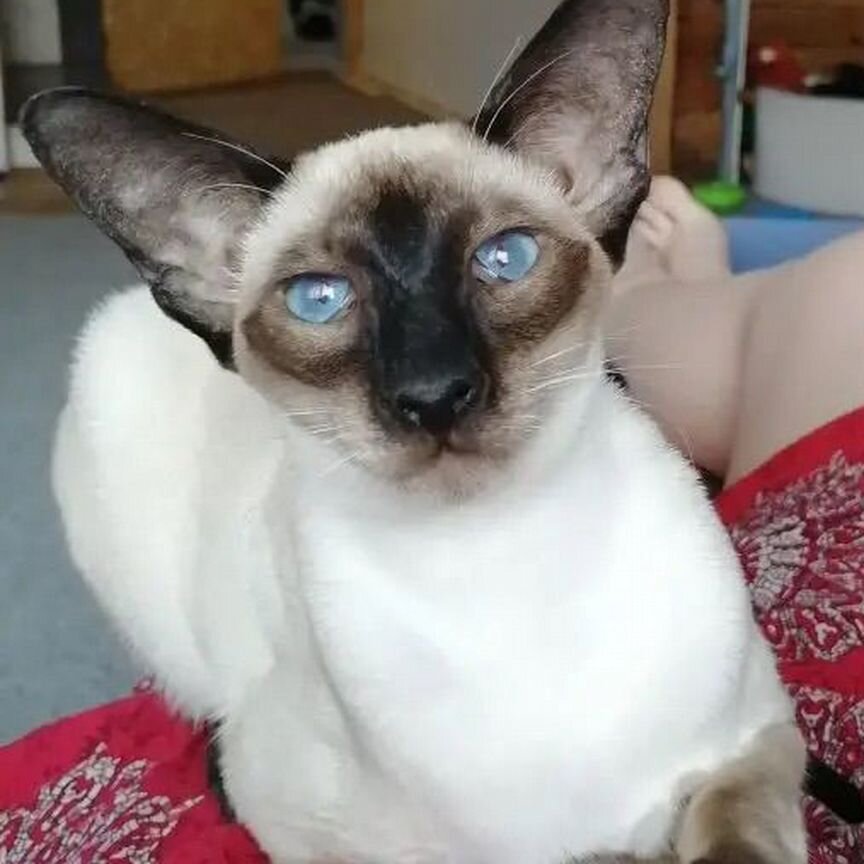 Ориентальный котёнок