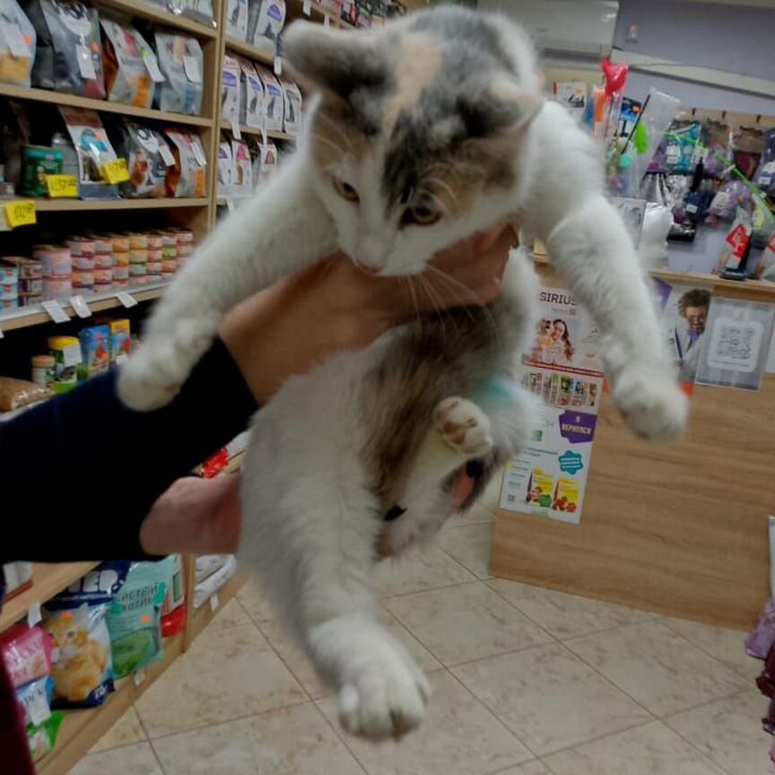 Отдам в добрые руки кошечку подростка