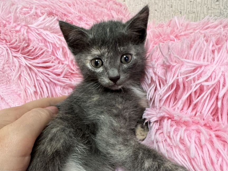 Котенок девочка трехцветная