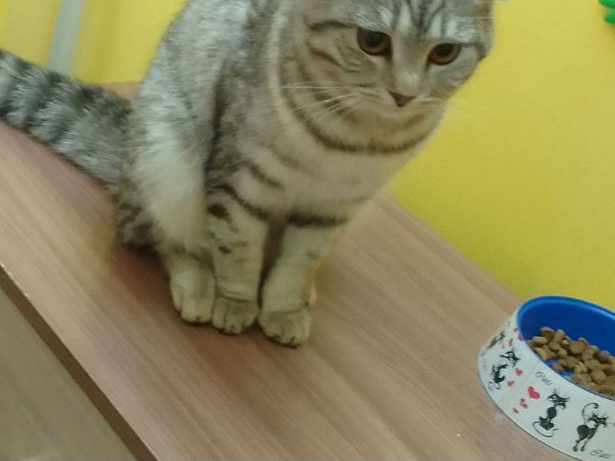 Шотландская вислоухая кошка бесплатно
