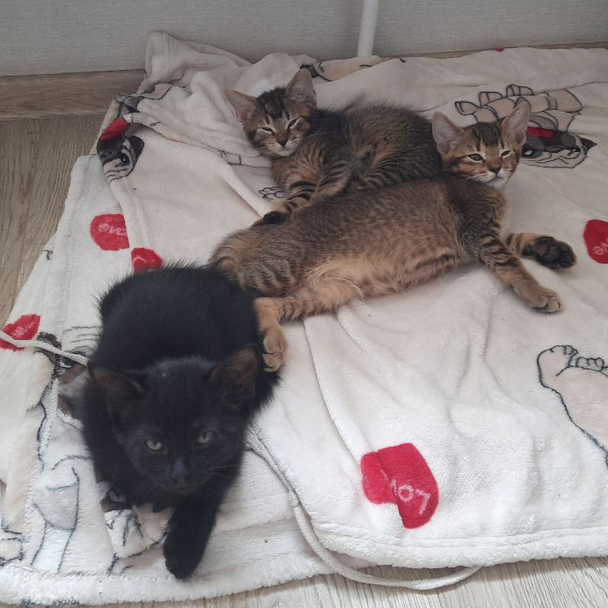 Отдам котенка добрые руки