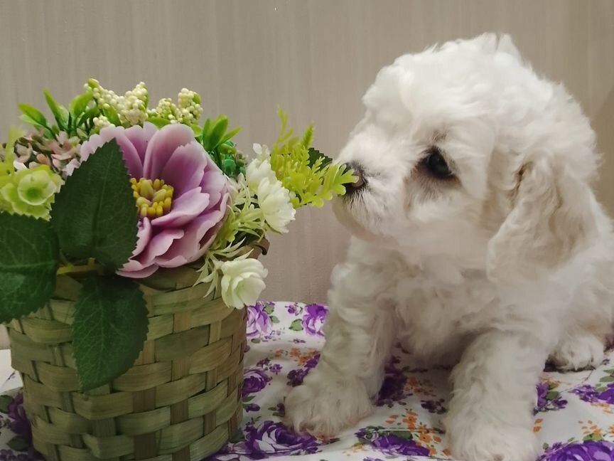 Щенки бишон фризе