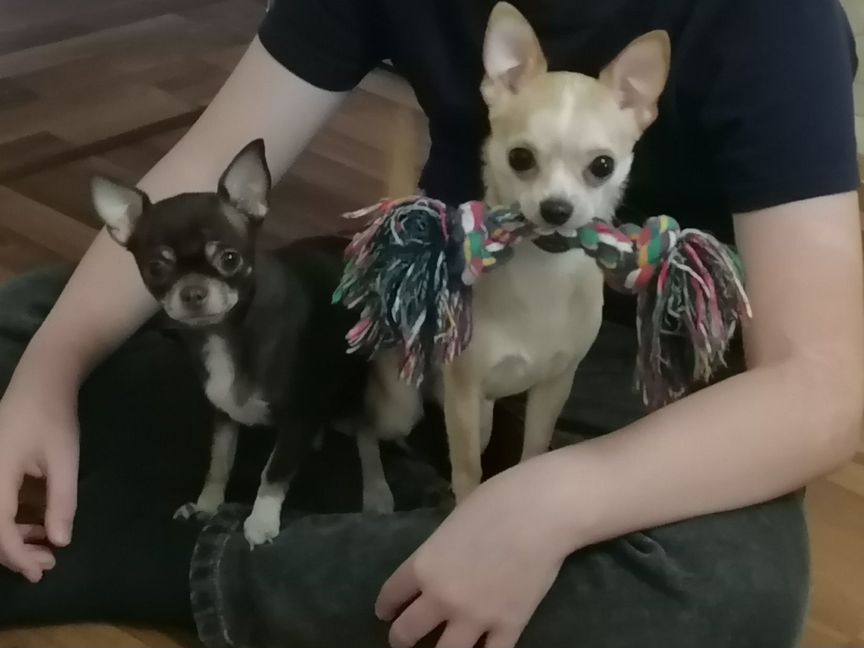 Щенки чихуахуа мини